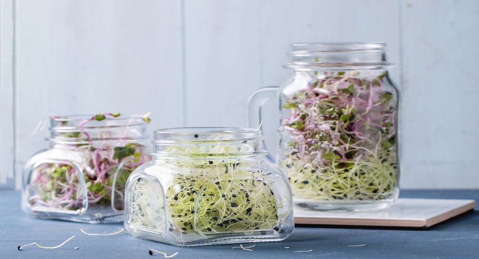 3 Reasons to Grow Your Own Sprouts Indoors (and how to do it)